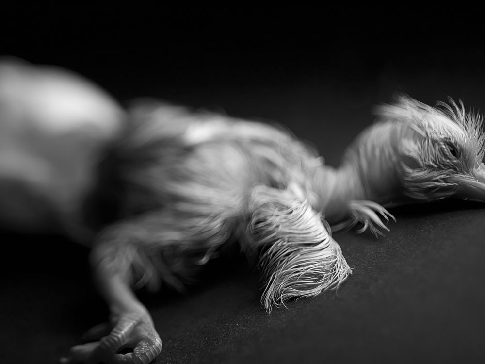 A baby chick that hatched as I documented its birth. The tilt-shift ...
