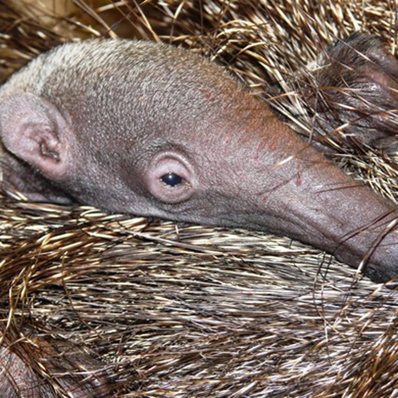 Anteater Nose Anteater Nose Hi Res Stock Photography And Images