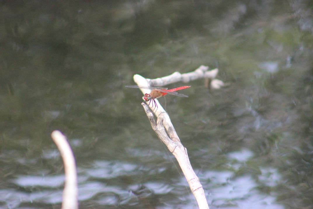 Dragonfly Aruba | Smithsonian Photo Contest | Smithsonian Magazine