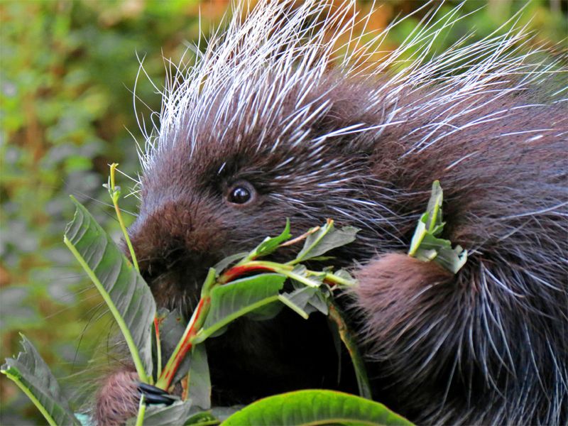 a Porcupine has a little snack | Smithsonian Photo Contest ...