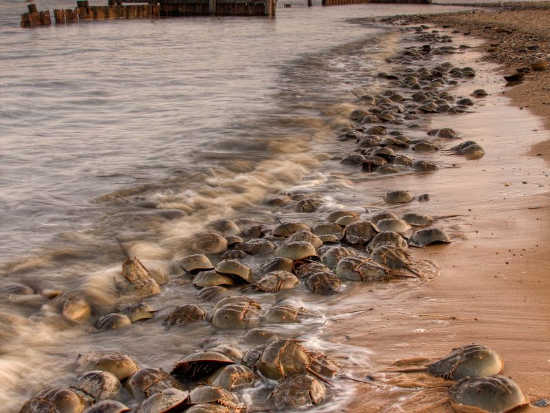Horseshoe Crabs Spawning at Sunset along the Delaware Bay | Smithsonian ...