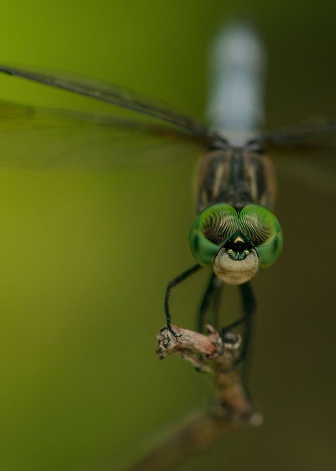 Dragonfly Introduction | Smithsonian Photo Contest | Smithsonian Magazine