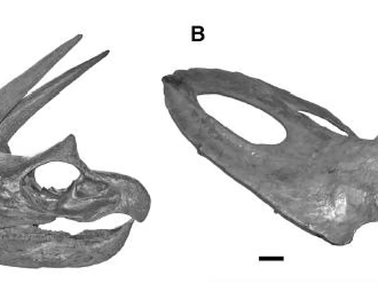Torosaurus Skull Tate Offers Taste Of T Rex Treat; Torosaurus Skull