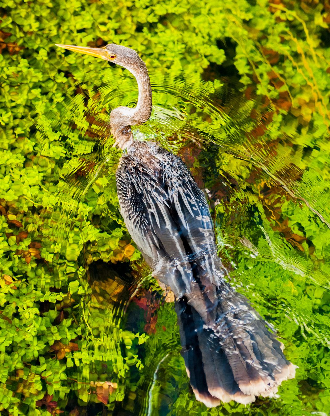 An anhinga swims in shallow water while searching for fish near the ...