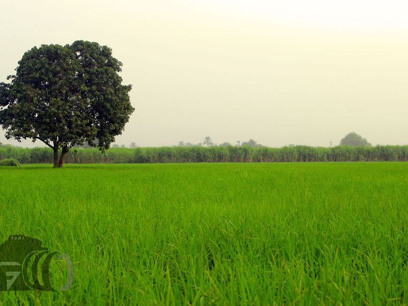 Beautiful rice filed in Punjab Pakistan. | Smithsonian Photo Contest ...