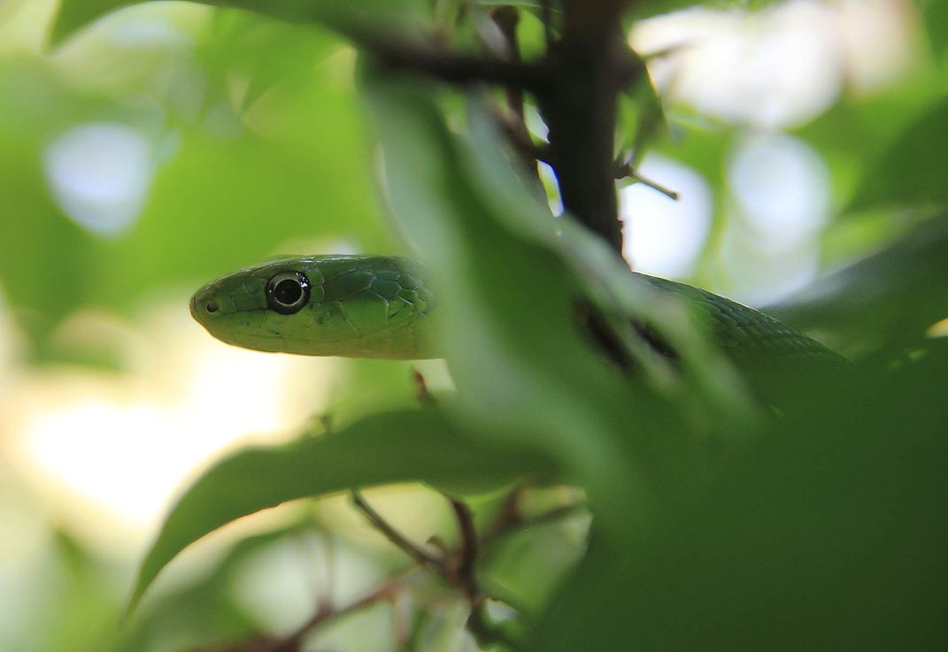 Brazilian Green Racer hiding in shrubbery waiting for prey, and showing ...