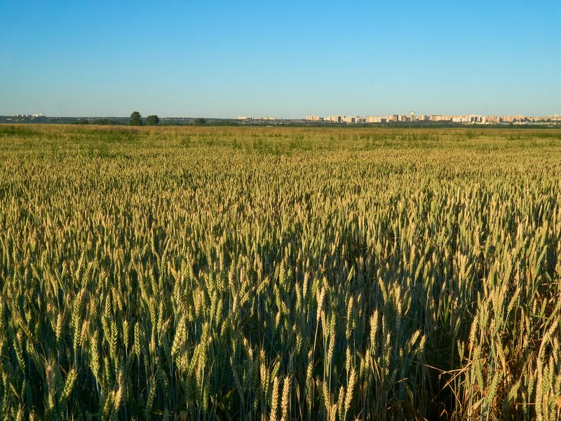 Grain fields in summer reaching residential areas of the city ...