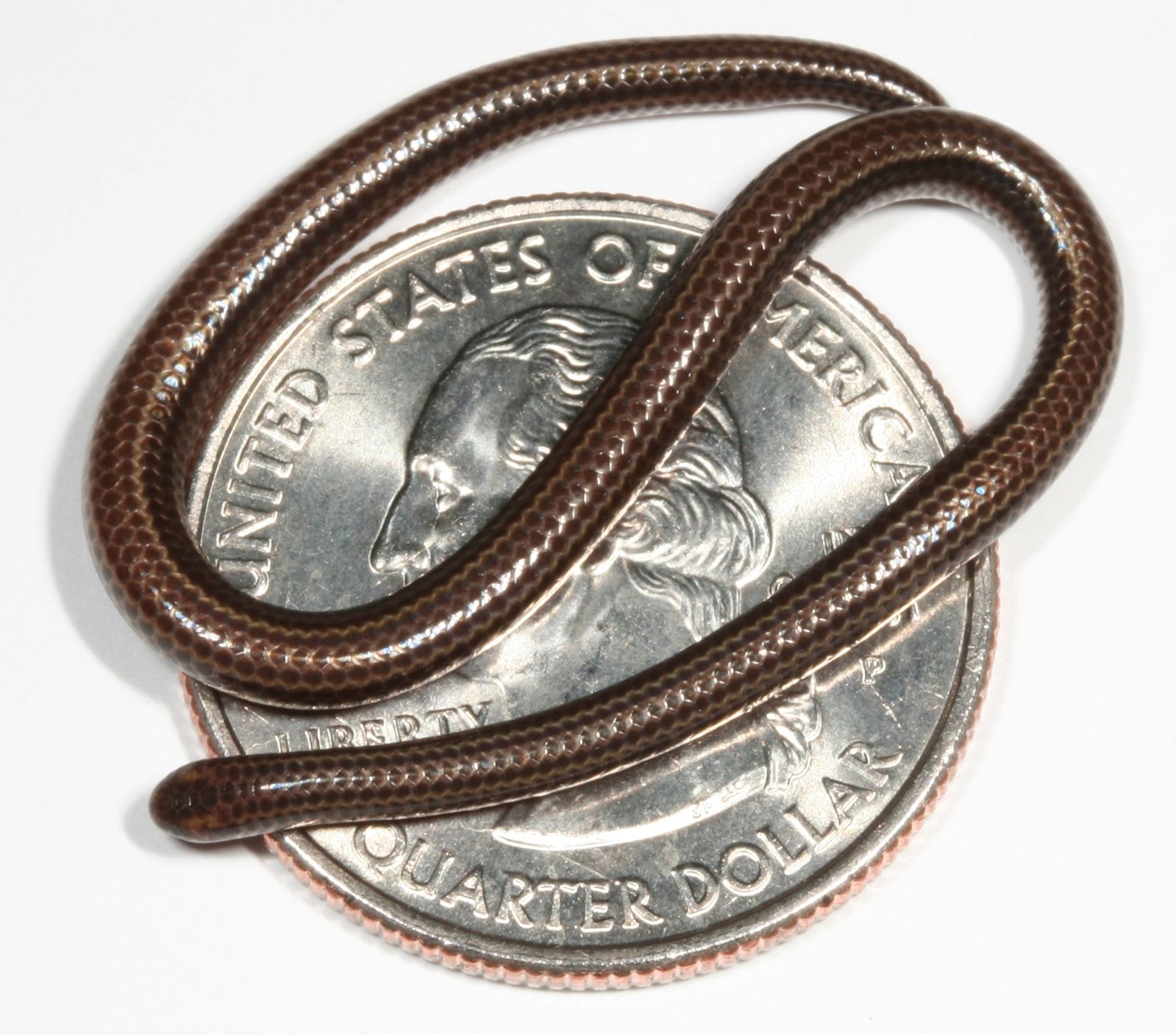 Scientists Feared the World's Smallest Snake Had Gone Extinct. They ...