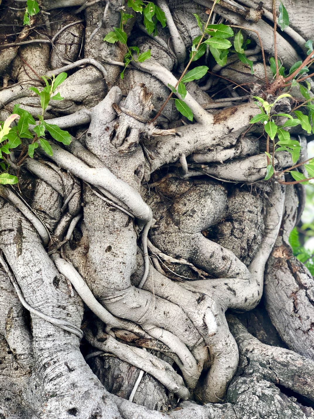 Escaping Hell | Smithsonian Photo Contest | Smithsonian Magazine