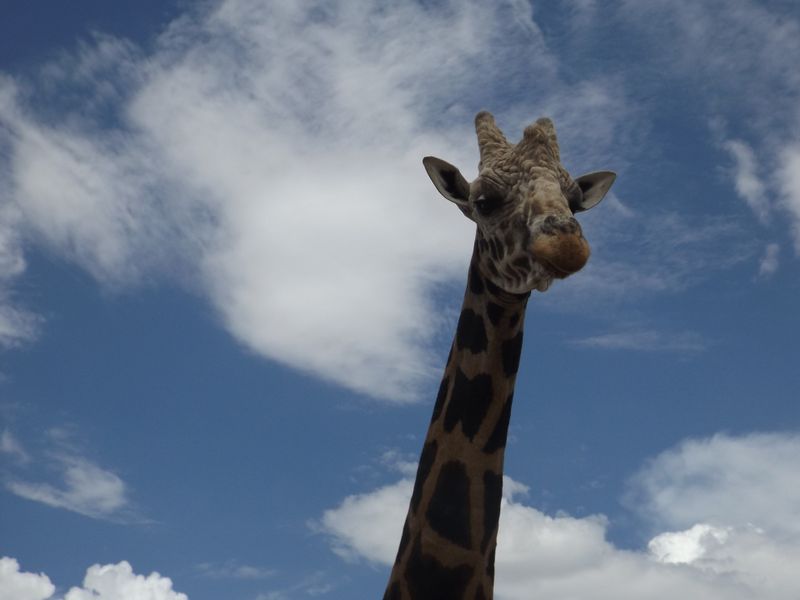 Giraffe in the Sky | Smithsonian Photo Contest | Smithsonian Magazine