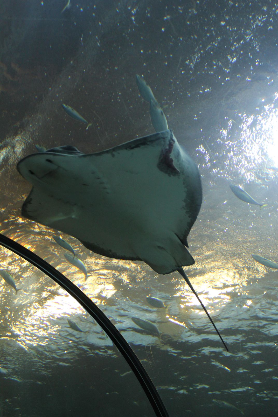 Stingray at Newport | Smithsonian Photo Contest | Smithsonian Magazine