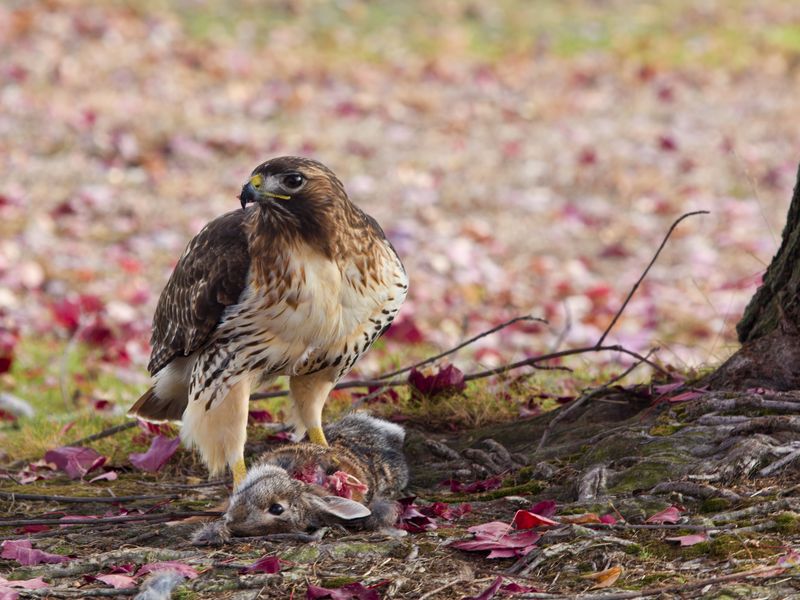 Cooper Hawk: Rabbit, it's what's for Breakfast | Smithsonian Photo ...