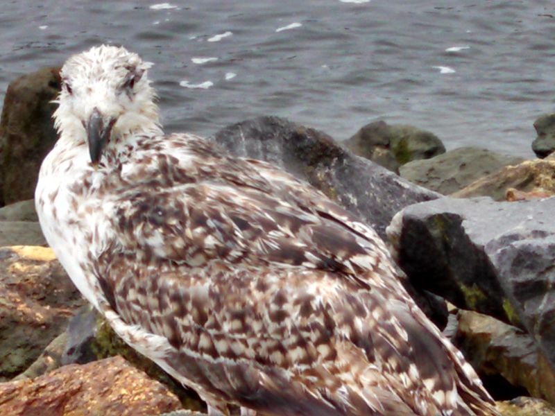 Adolescent Greater Black Back Seagull | Smithsonian Photo Contest ...