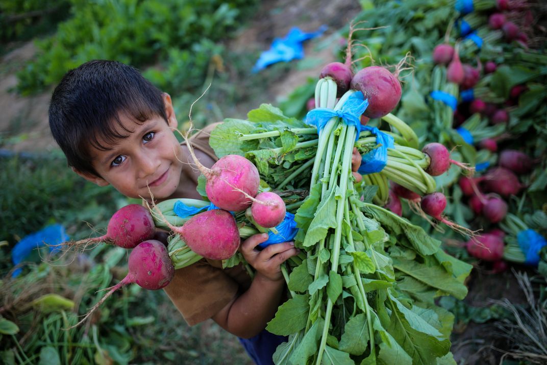 A boy while picks radish. | Smithsonian Photo Contest | Smithsonian ...