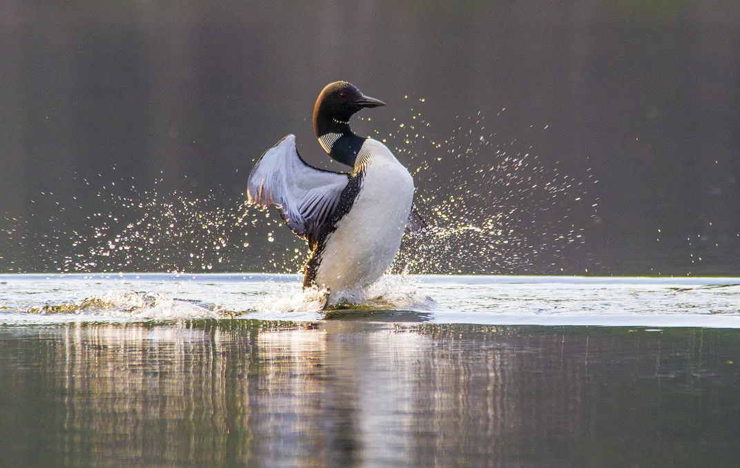 A quora, aslyum, cry or water dance of loons and they interact with ...