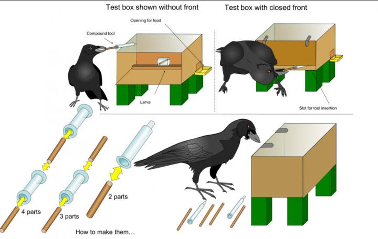 Crafty New Caledonian Crows Can Assemble Tools