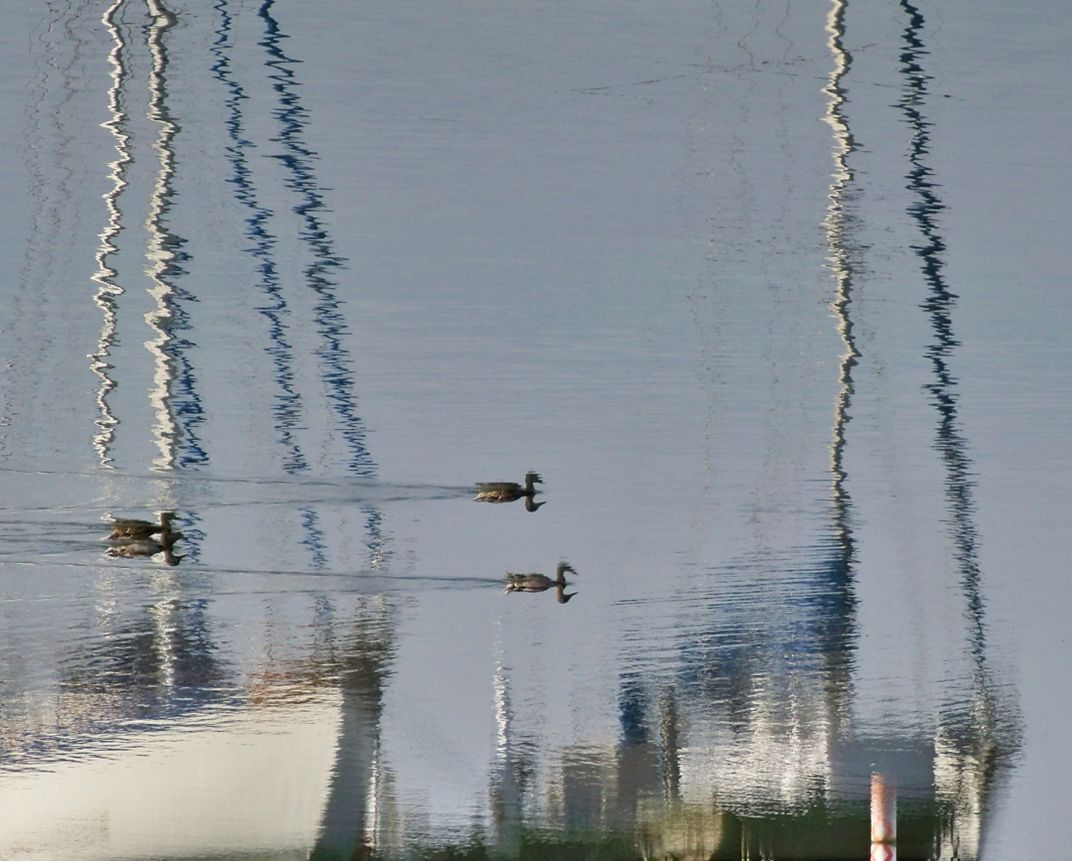 Ducks and reflections. Photo of ducks swimming through reflections of ...