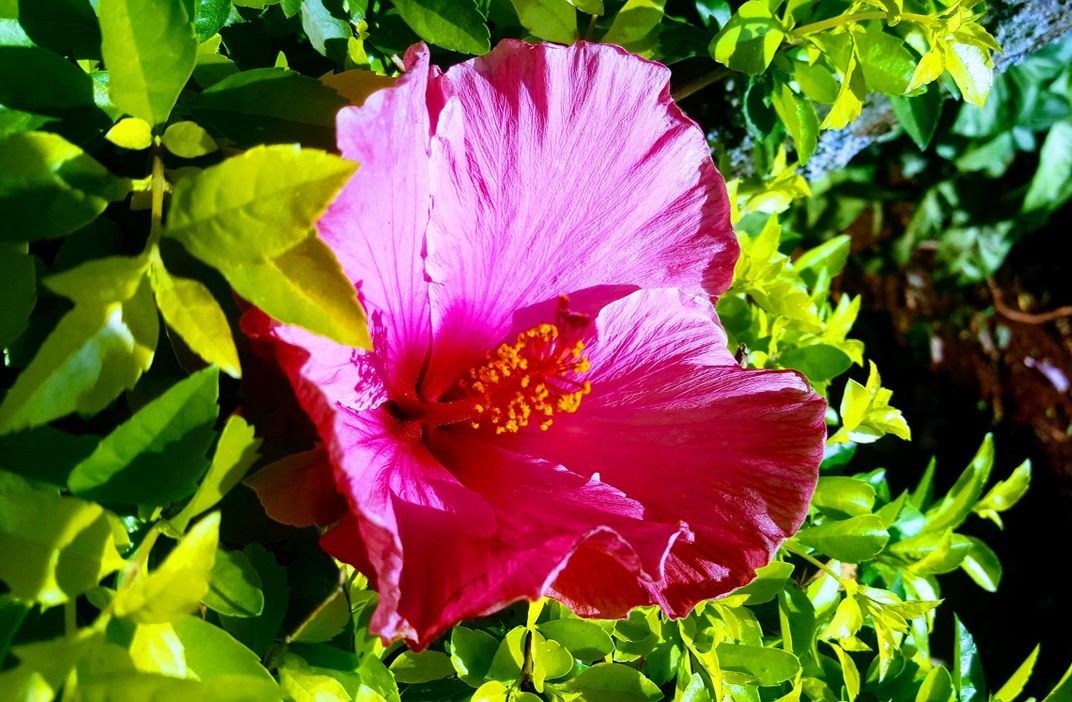 flower | Smithsonian Photo Contest | Smithsonian Magazine