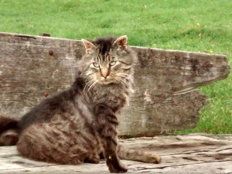 Farm cat Rural Iowa | Smithsonian Photo Contest | Smithsonian Magazine