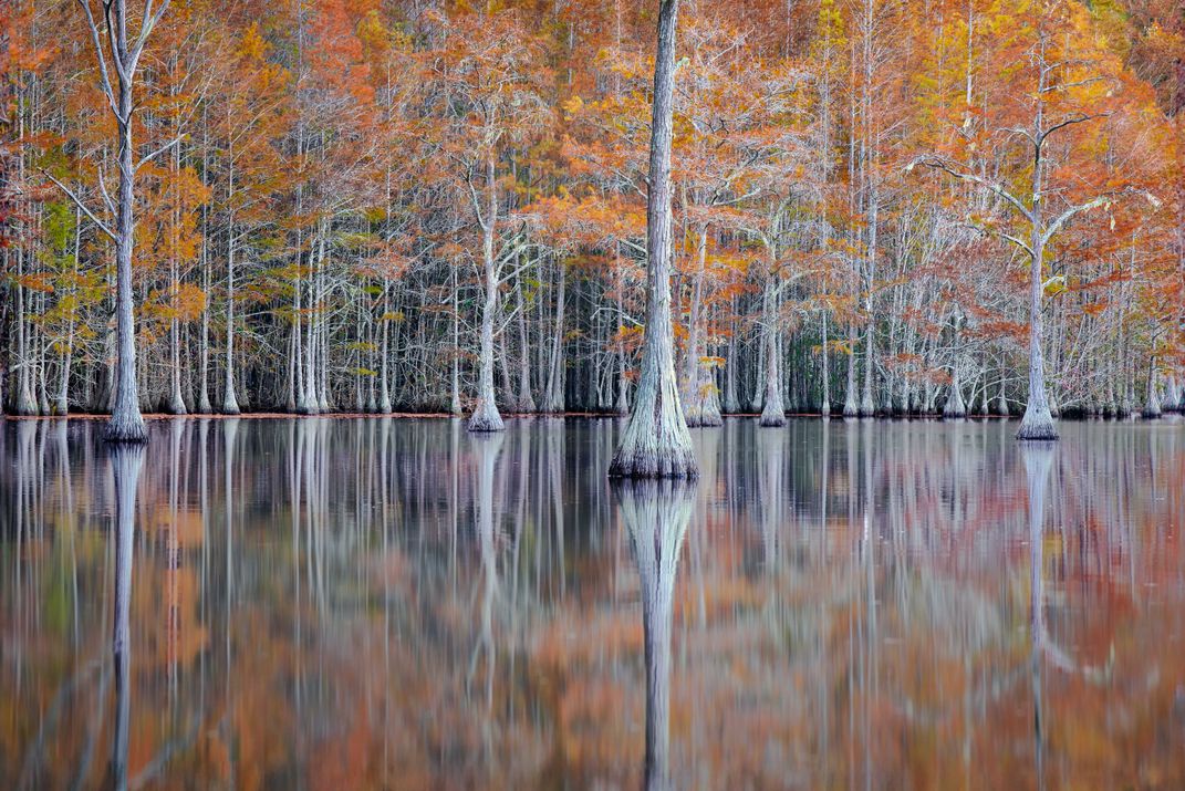 CYPRESS TREES WITH REFLECTIONS | Smithsonian Photo Contest ...