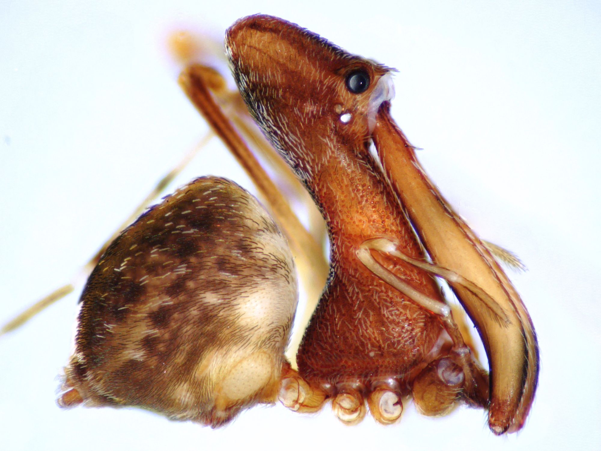 Madagascar's Ancient 'Pelican Spiders' Are As Striking As They Are Strange