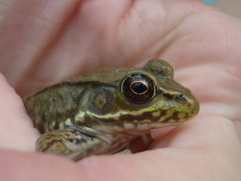 Friendly frog | Smithsonian Photo Contest | Smithsonian Magazine