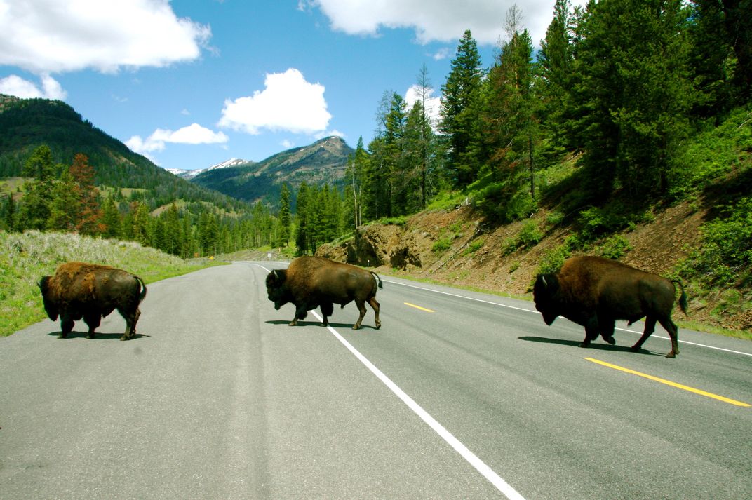 Bison crossing the street in Yellowstone National Park | Smithsonian ...