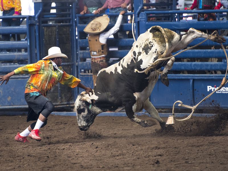 Bucking Bull | Smithsonian Photo Contest | Smithsonian Magazine