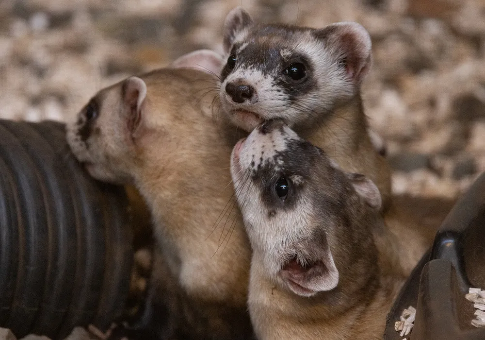 ferret conservation