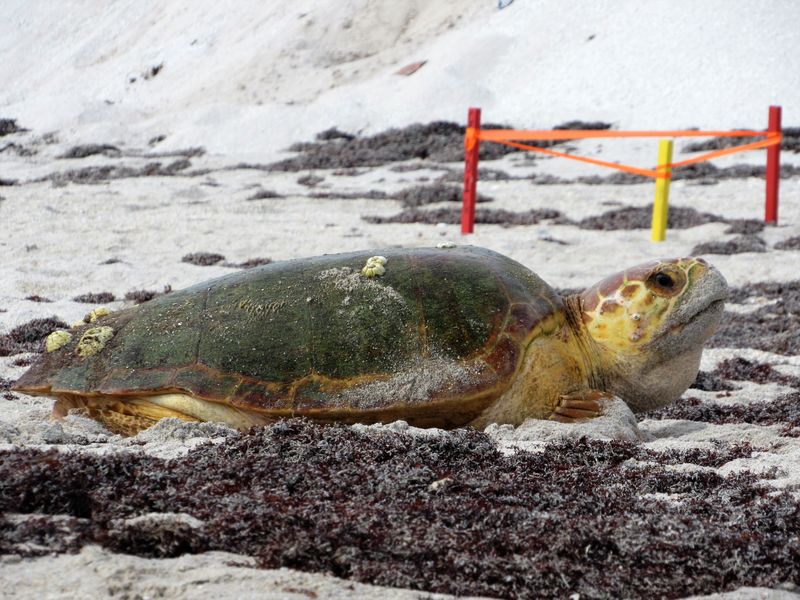 A loggerhead turtle coming a shore to lay its eggs during the late ...