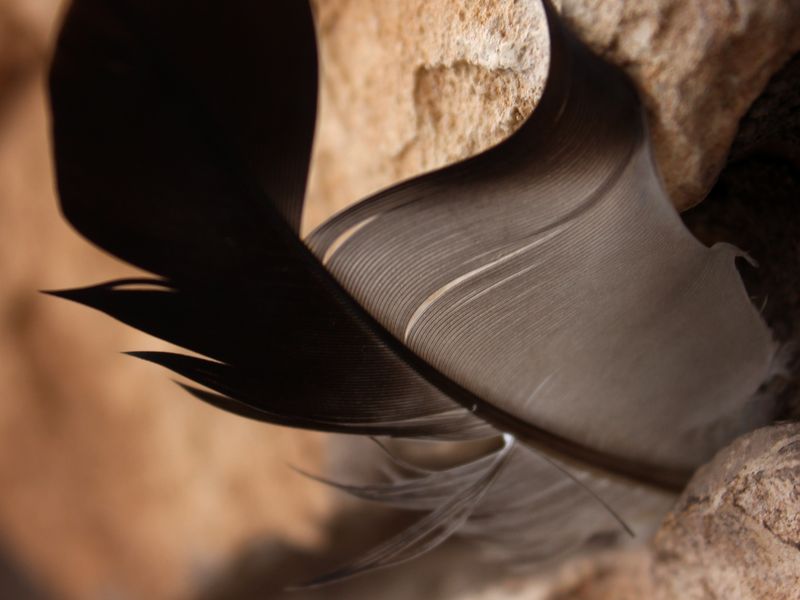 Black Feather | Smithsonian Photo Contest | Smithsonian Magazine