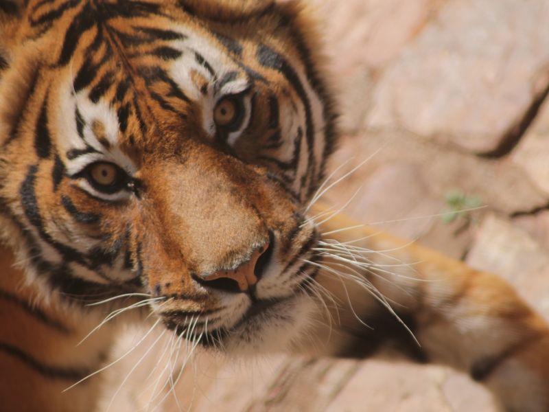 Lolo the tiger | Smithsonian Photo Contest | Smithsonian Magazine