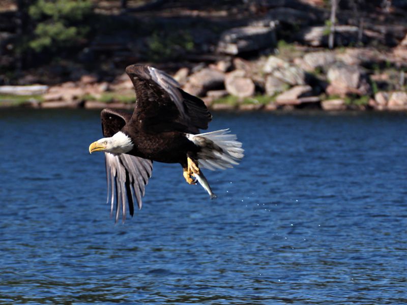 a bald eagle catches a fish | Smithsonian Photo Contest | Smithsonian ...