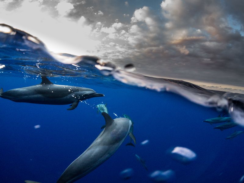 Dolphins swimming towards a storm | Smithsonian Photo Contest ...