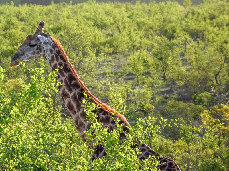 Giraffe | Smithsonian Photo Contest | Smithsonian Magazine