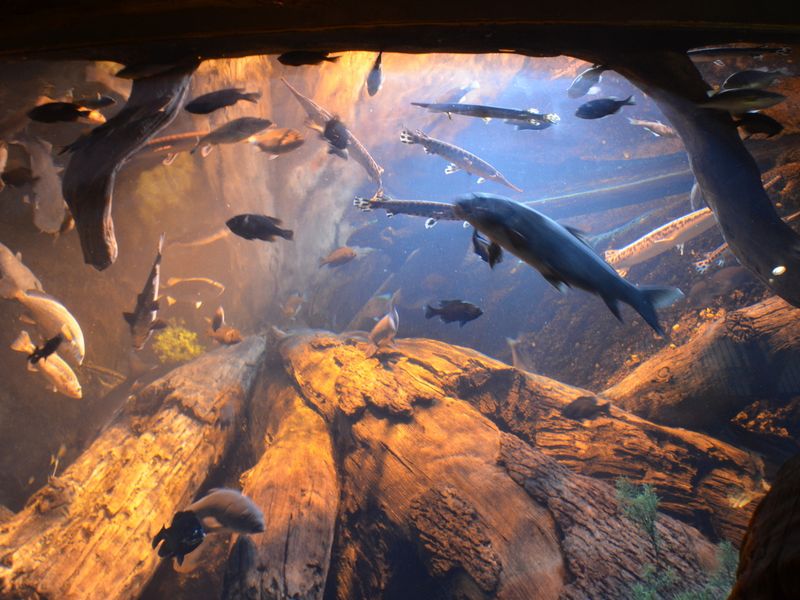 A view of an overhead freshwater tank at the Georgia Aquarium ...