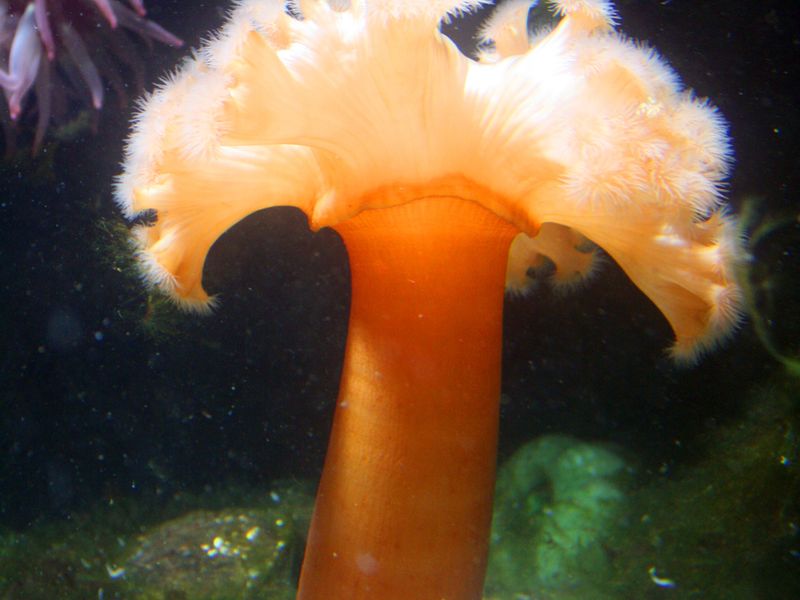 Sea Flower | Smithsonian Photo Contest | Smithsonian Magazine
