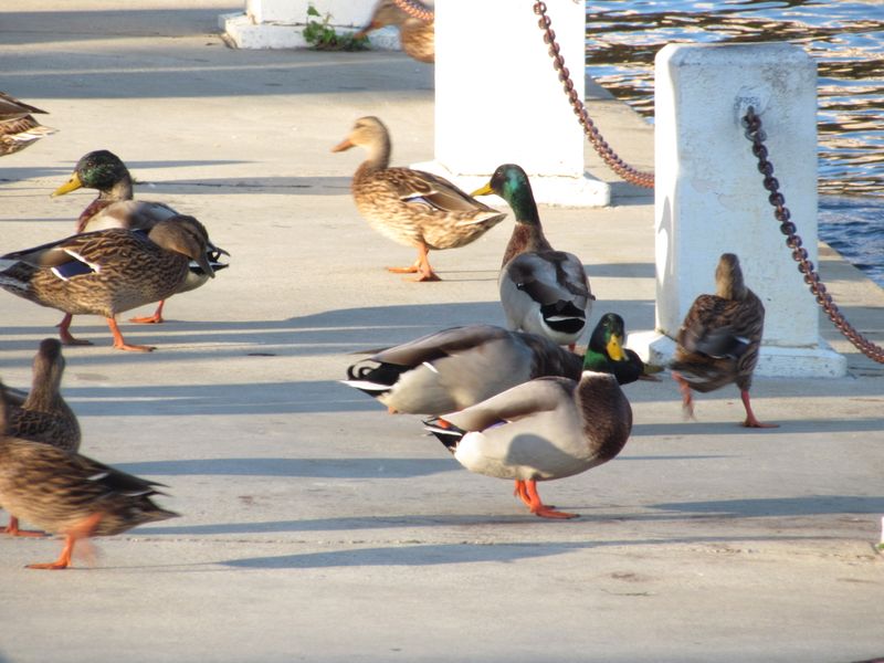 A group of Ducks | Smithsonian Photo Contest | Smithsonian Magazine