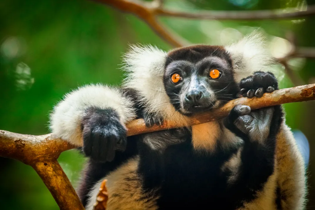 Lemurs Are Having a Mysterious 'Baby Boom' in Madagascar. Here's Why ...