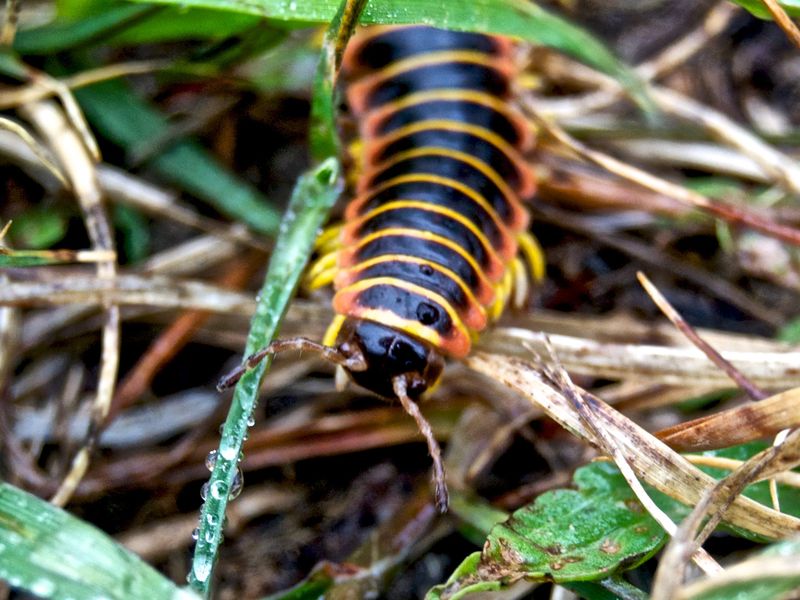 Up close and personal with a brightly colored millipede. | Smithsonian ...