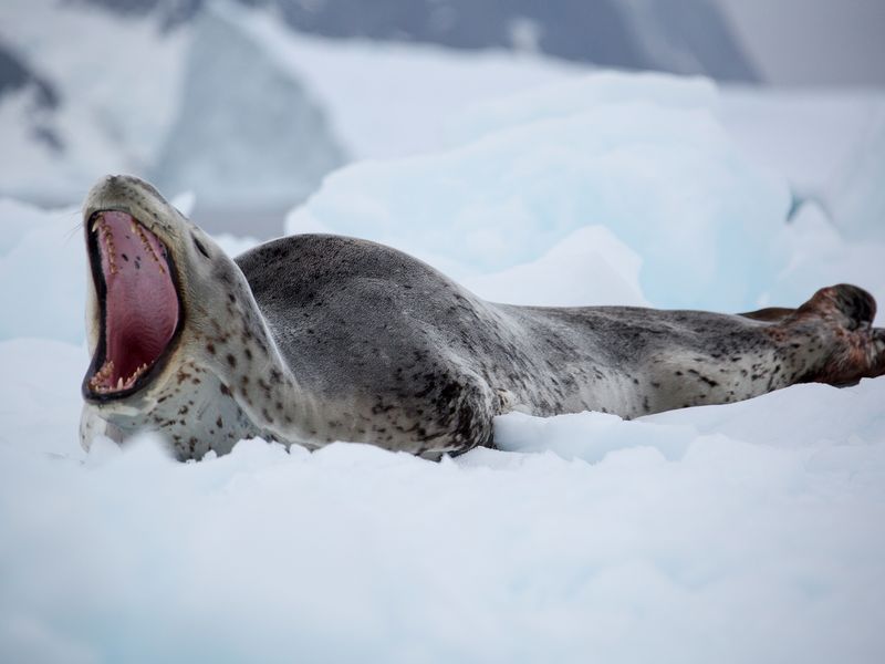 Check out the Teeth of a Leopard Seal | Smithsonian Photo Contest ...