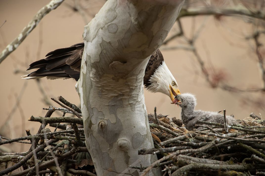 Bald eagle nest | Smithsonian Photo Contest | Smithsonian Magazine