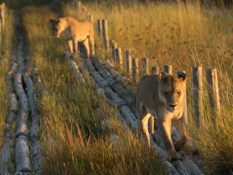 Lions Crossing a Bridge | Smithsonian Photo Contest | Smithsonian Magazine