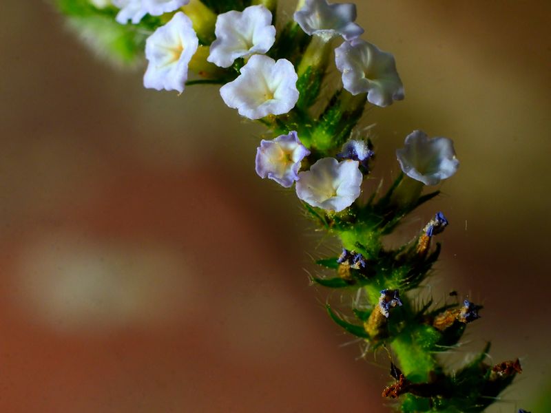 Indian heliotrope | Smithsonian Photo Contest | Smithsonian Magazine