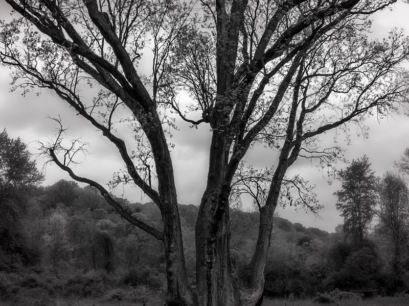 The Indian Signal Tree | Smithsonian Photo Contest | Smithsonian Magazine