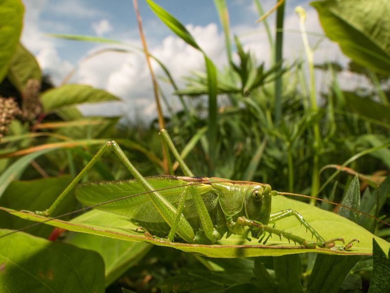 Grasshopper in the grassland | Smithsonian Photo Contest | Smithsonian ...