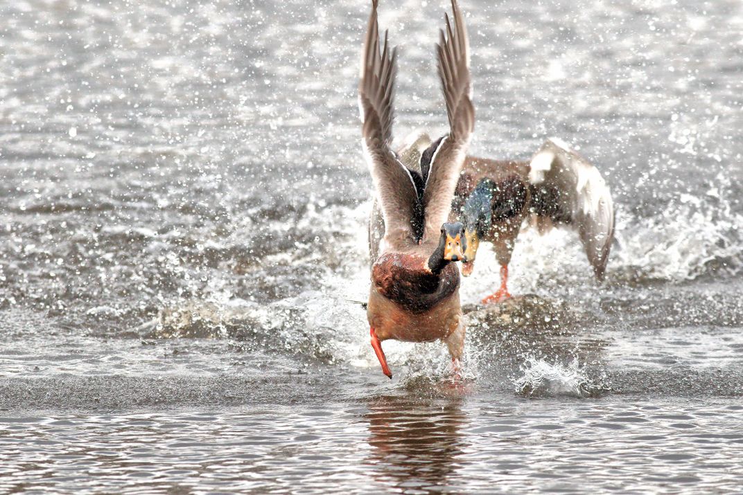 What the duck..... | Smithsonian Photo Contest | Smithsonian Magazine