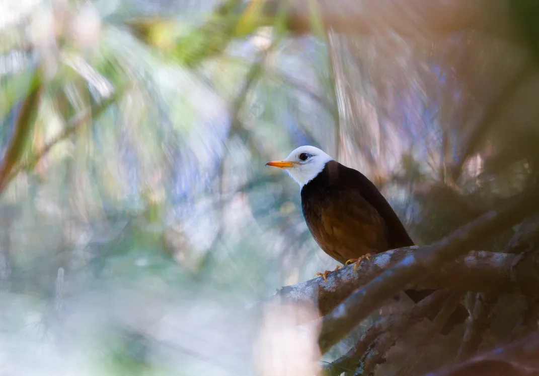 A Fleeting Glimpse of Taiwan's Secretive Thrush | Smithsonian Photo ...
