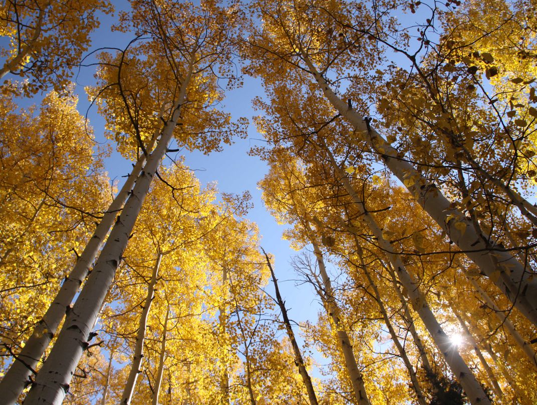 Fall foliage near Durango, Colorado | Smithsonian Photo Contest ...