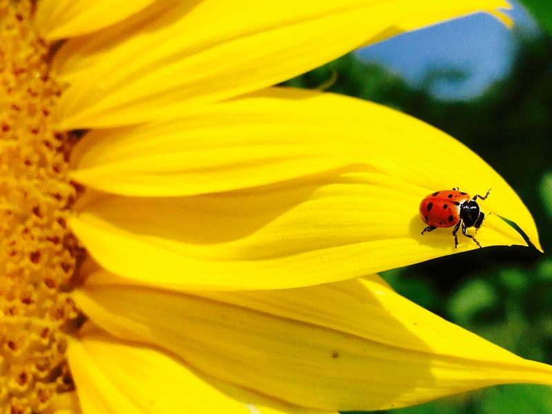 Ladybug on a sunflower. | Smithsonian Photo Contest | Smithsonian Magazine